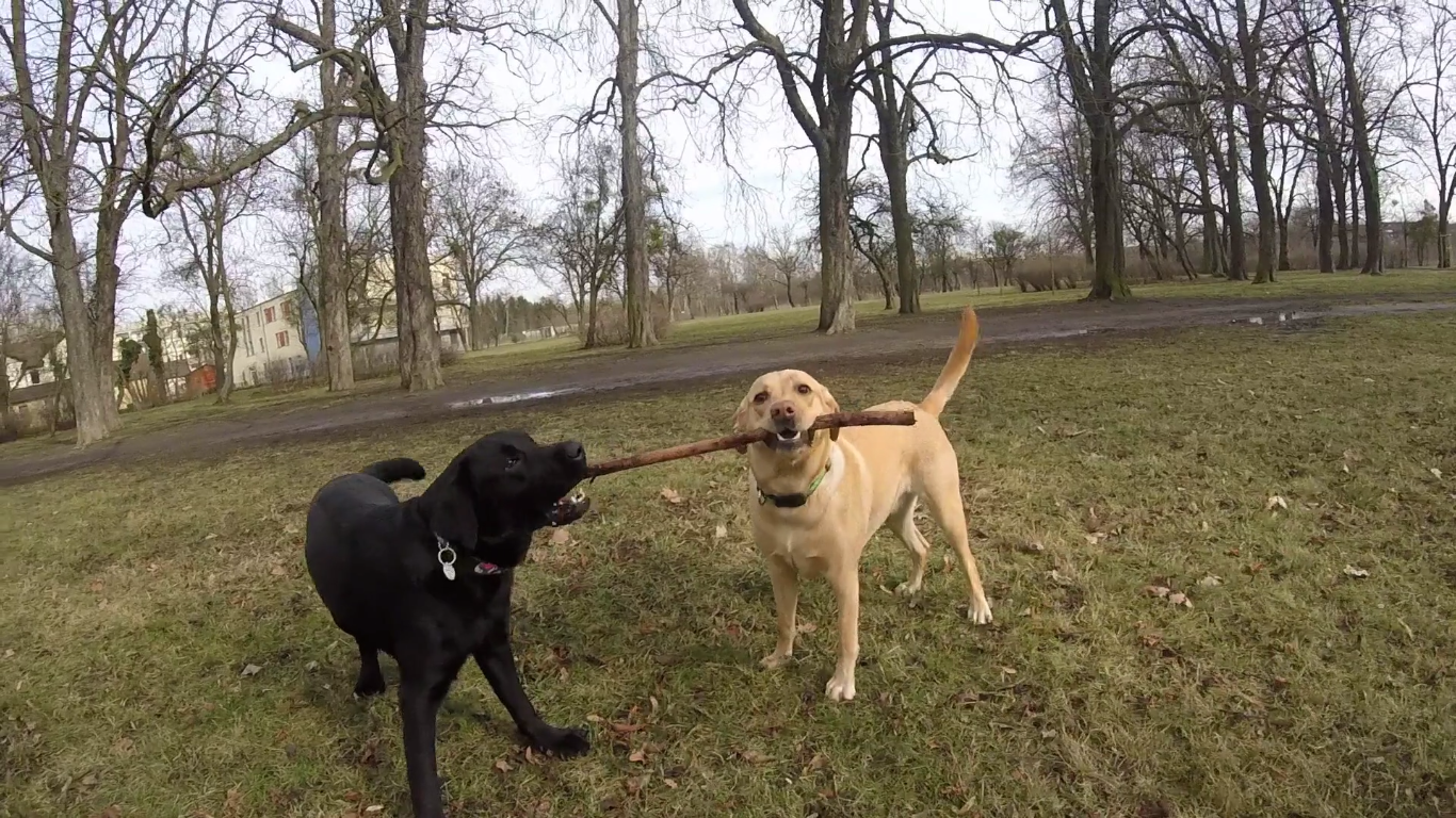Dogs with the stick | LabTrekking
