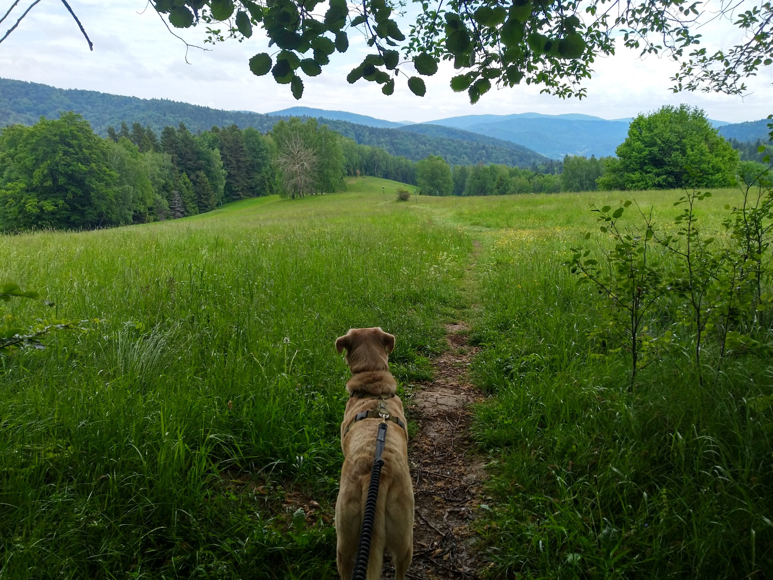 GSB #10: śpiewająco i deszczowo • LabTrekking